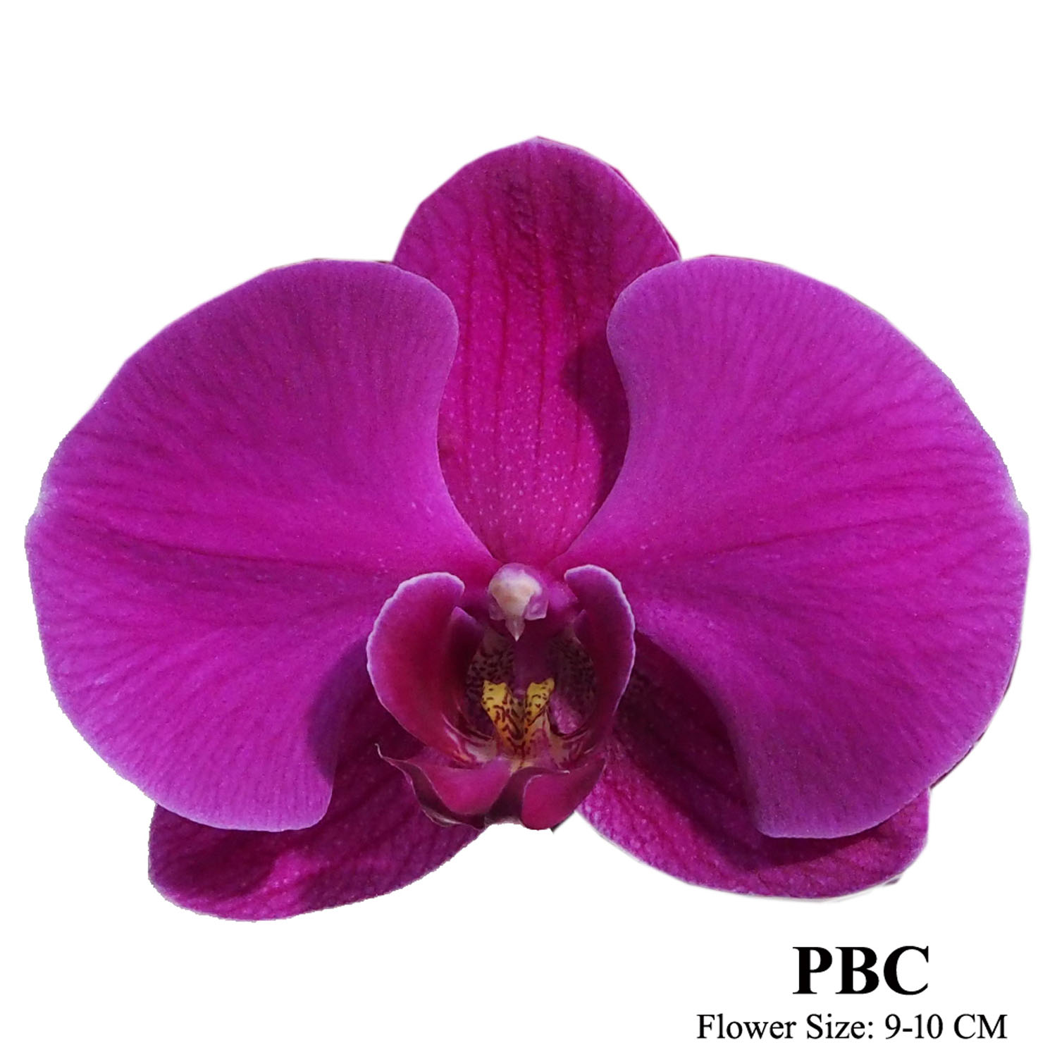 Phalaenopsis PBC in soft plastic pot - Woon Leng Nursery