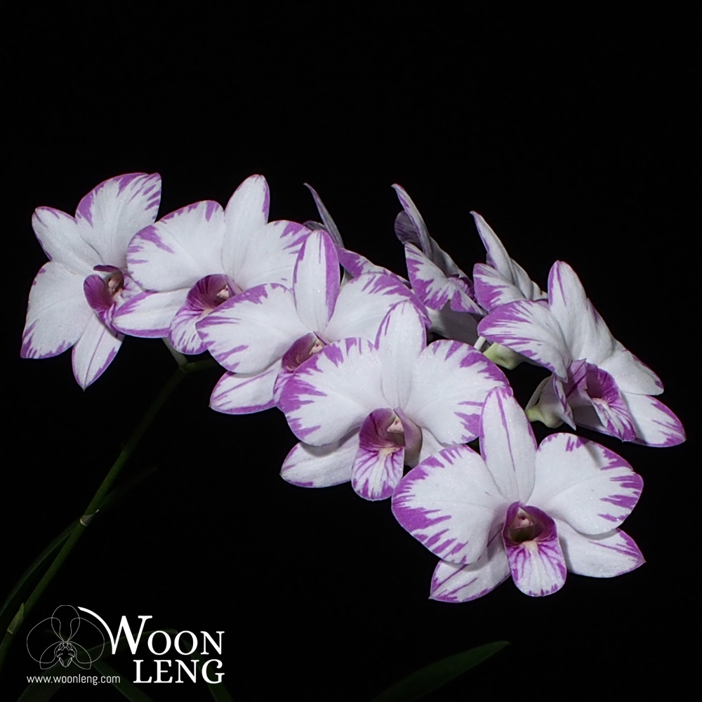 Dendrobium Mini in Ceramic Pot - Woon Leng Nursery