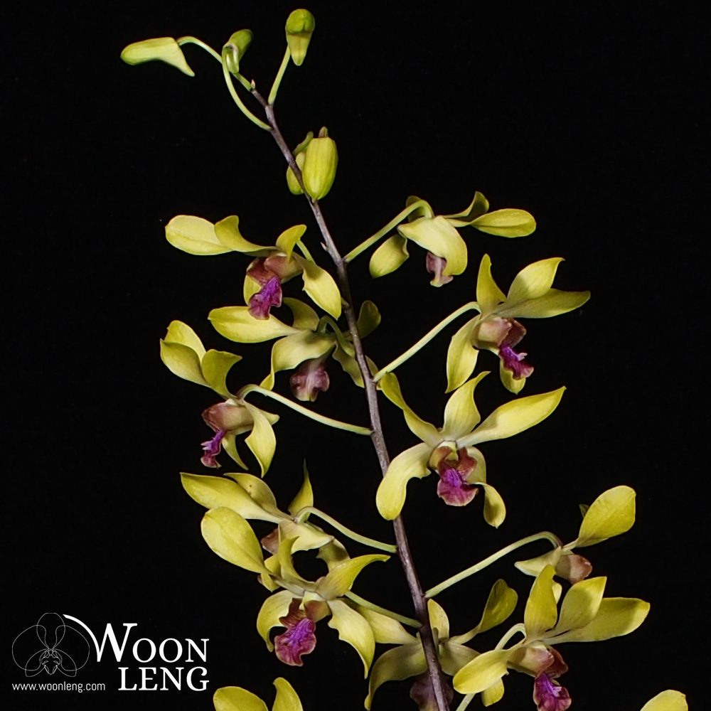 Dendrobium Mini in Ceramic Pot - Woon Leng Nursery