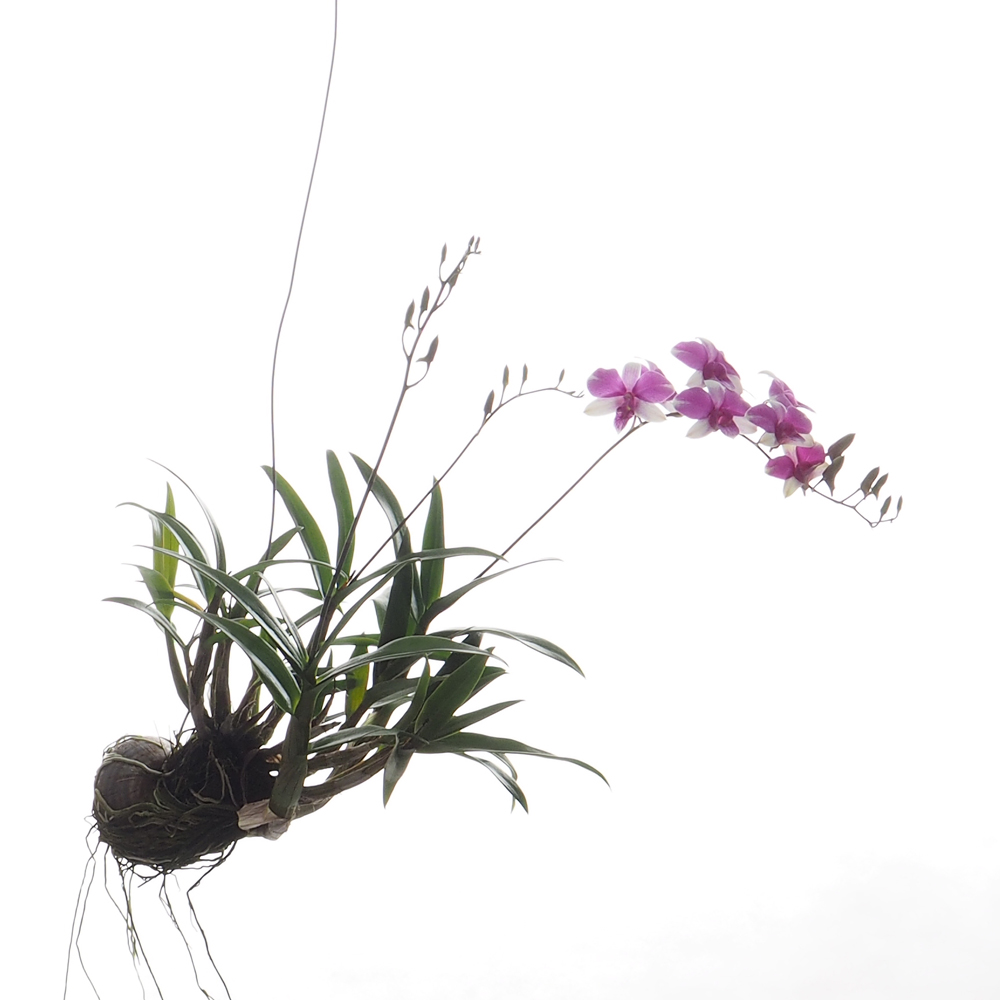 Dendrobium Mini Cherry Song in hanging shell - Woon Leng Nursery