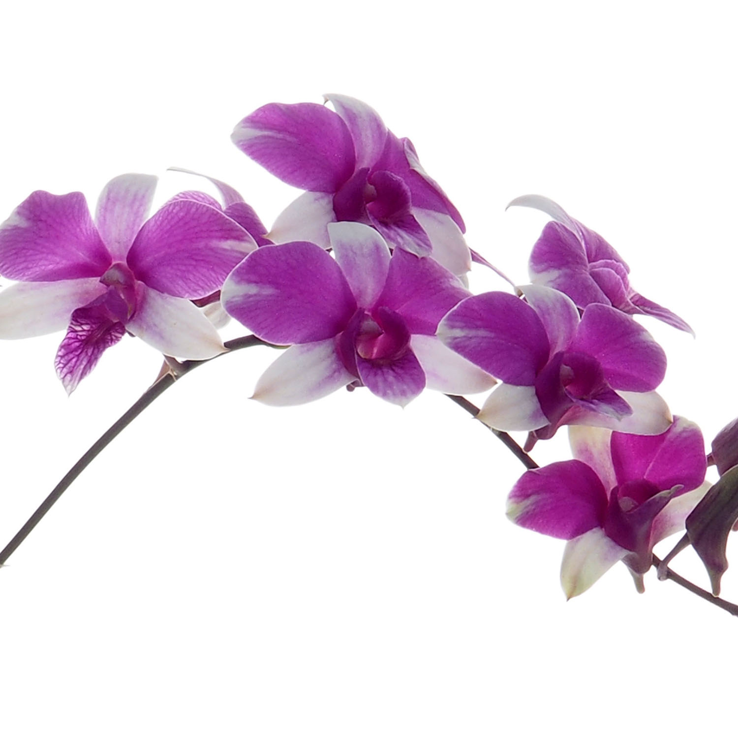 Dendrobium Mini Cherry Song in hanging shell - Woon Leng Nursery
