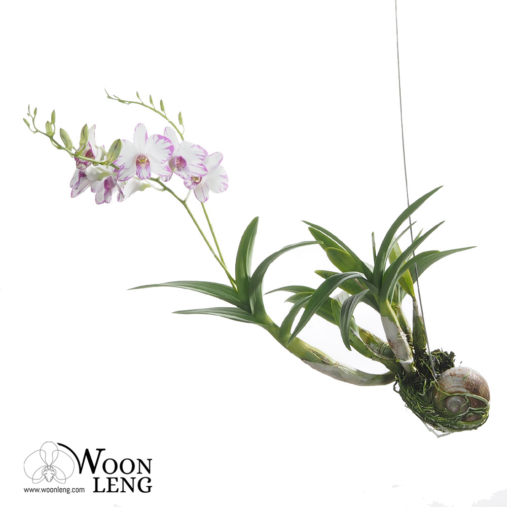 Dendrobium mini enobi in hanging shell - Woon Leng Nursery