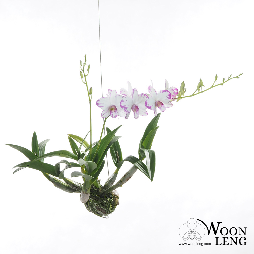 Dendrobium mini enobi in hanging shell - Woon Leng Nursery