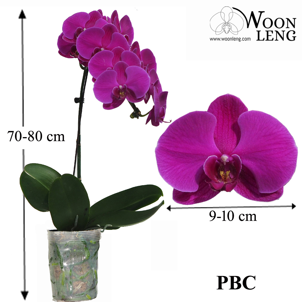 Phalaenopsis PBC in soft plastic pot - Woon Leng Nursery