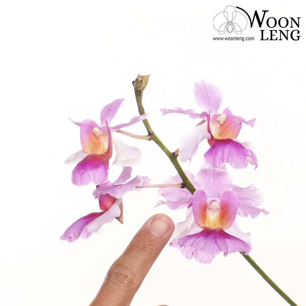 [National flower] Bundle of 3 Blooming Papilionanthe Miss Joaquim ...