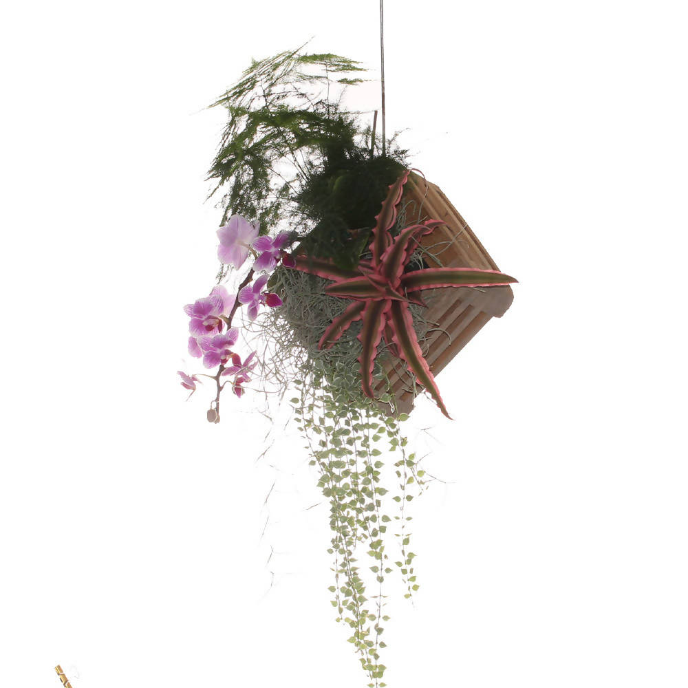 Hanging basket with assorted plants - Woon Leng Nursery