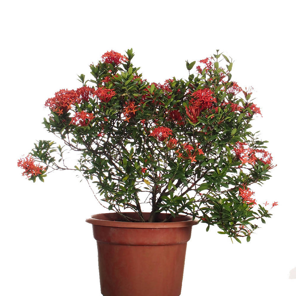 Ixora 'Red' (0.5m) - Woon Leng Nursery
