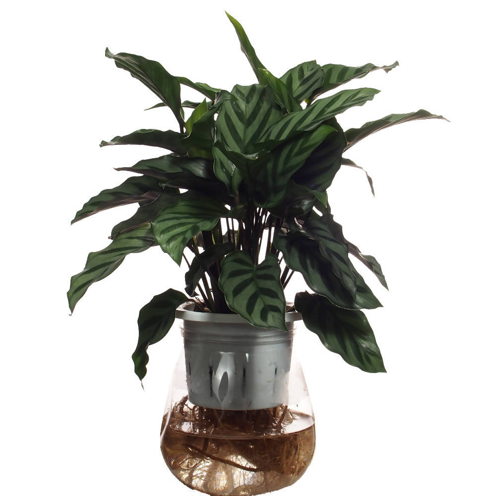 Calathea Concinna, Zebra Plant in waterculture container (0.3m) - Woon ...