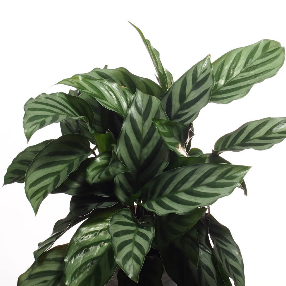 Calathea Concinna, zebra plant waterculture in ceramic pot - Woon Leng ...
