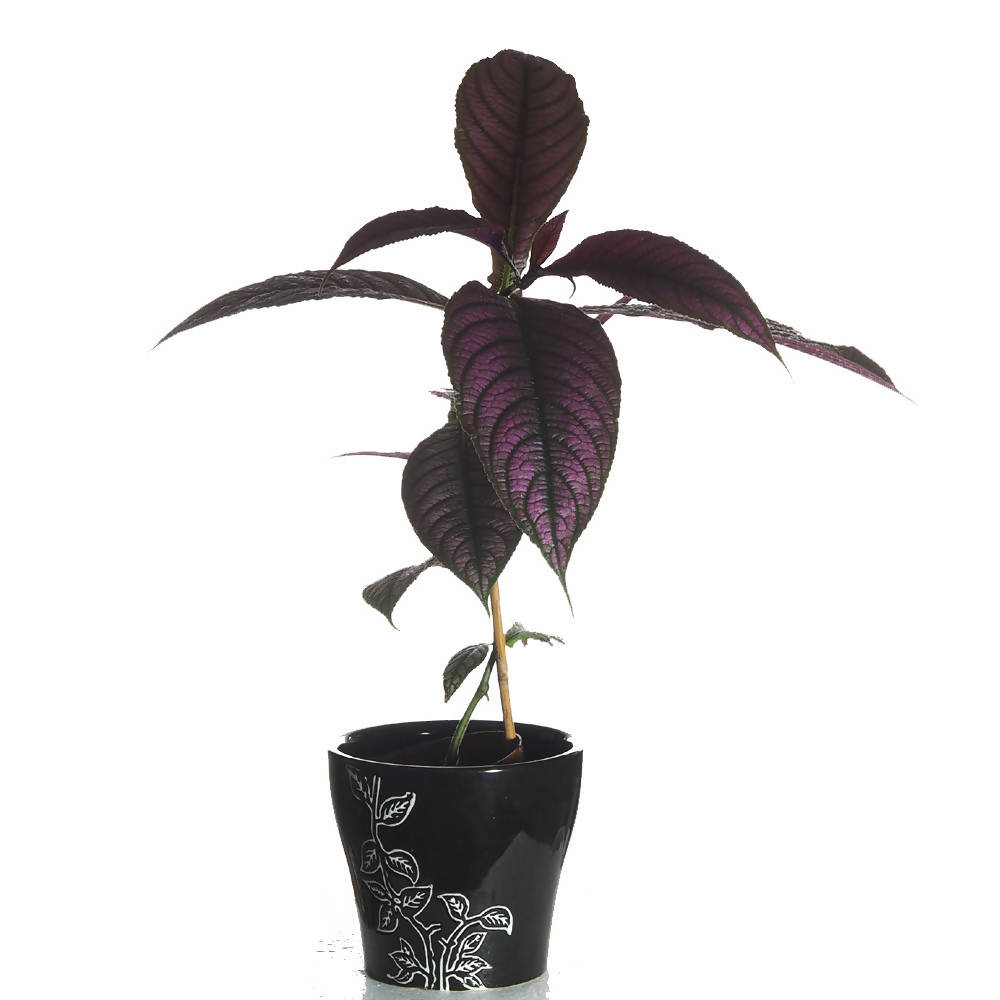 Strobilanthes dyeriana, Persian Shield, Royal Purple Plant in ceramic ...