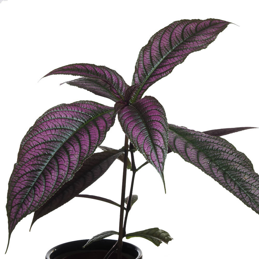 Strobilanthes dyeriana, Persian Shield, Royal Purple Plant in ceramic ...