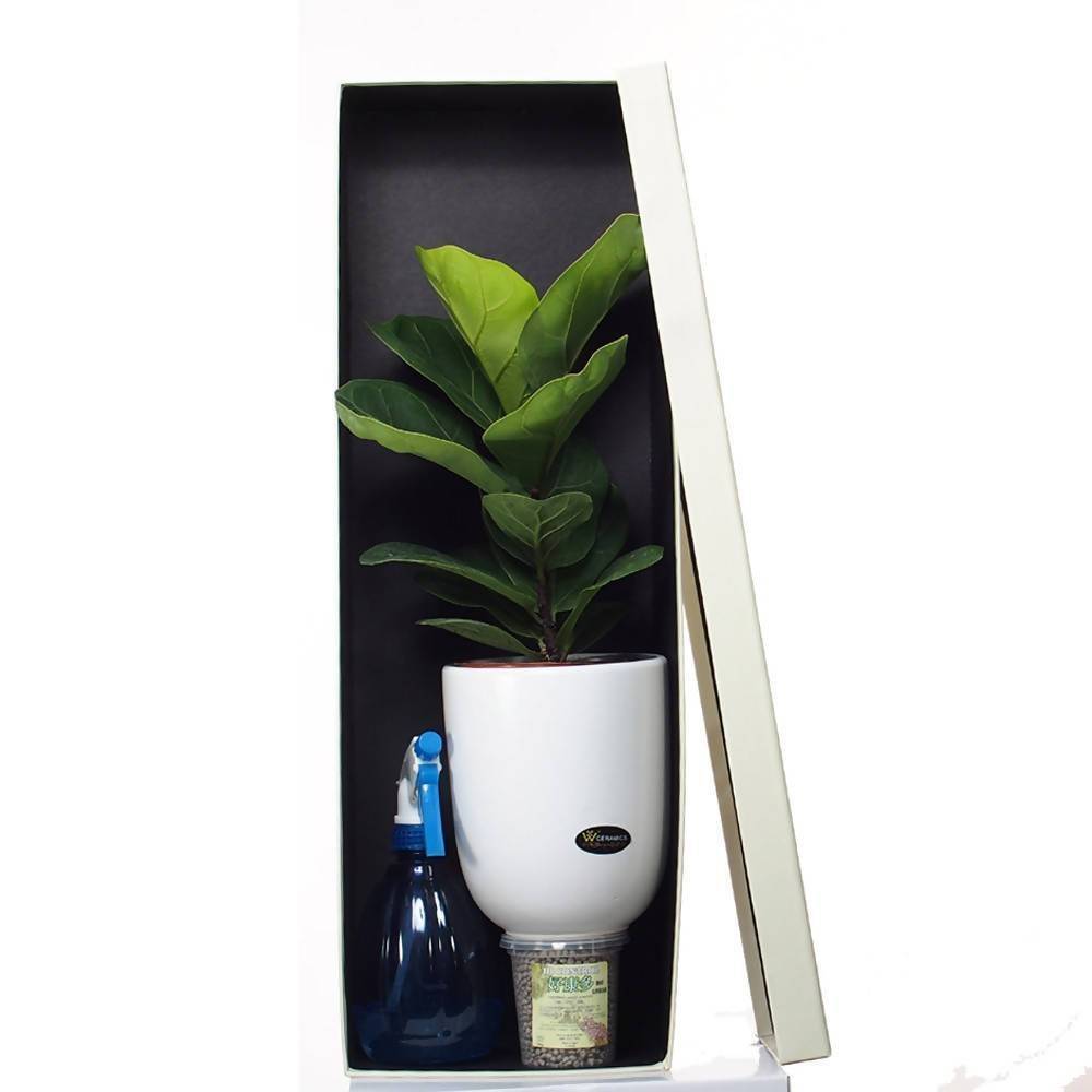 Ficus lyrata Gift Box, Fiddle-leaf fig in ceramic pot - Woon Leng Nursery