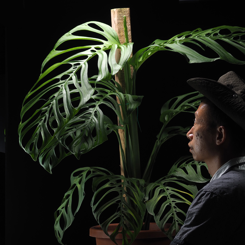 Monstera esqueleto, epipremnoides (1mH) - Woon Leng Nursery