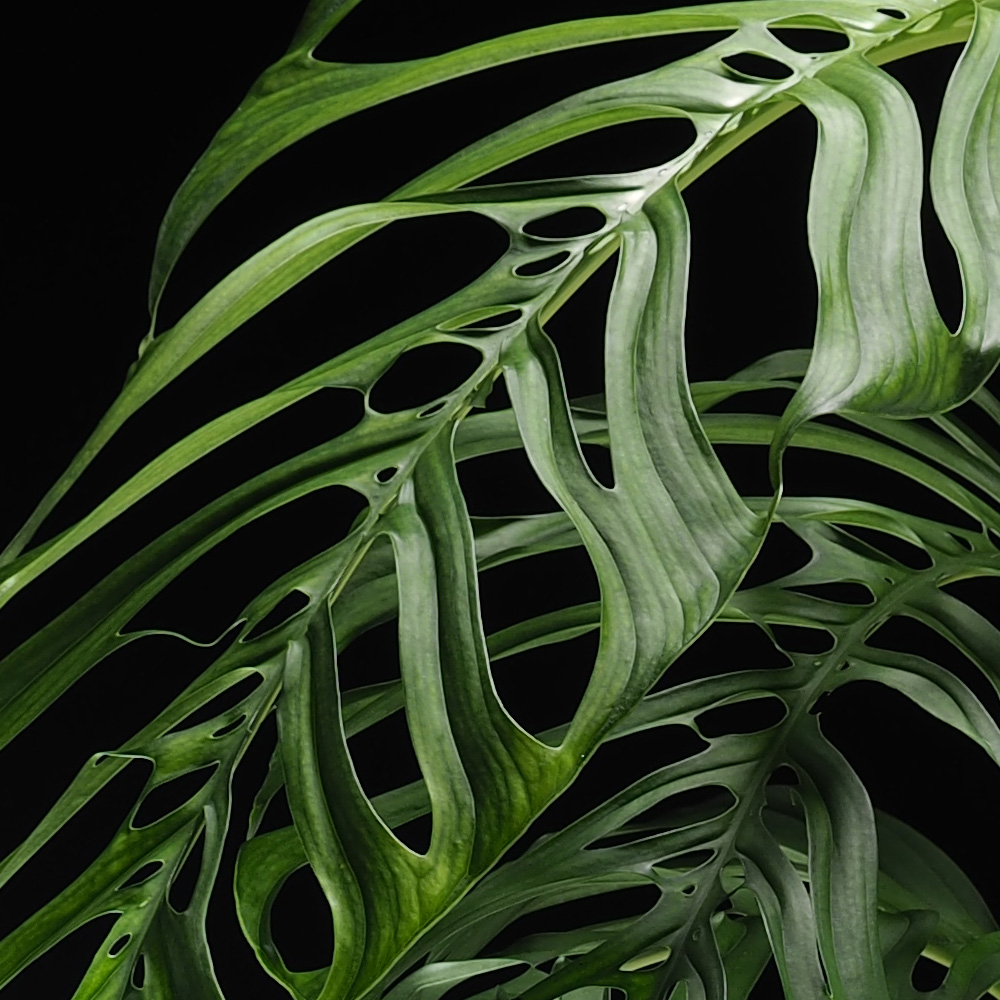 Monstera esqueleto, epipremnoides (1mH) - Woon Leng Nursery