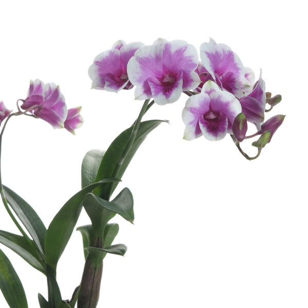 Dendrobium Miniature 3 pots of our choice - Woon Leng Nursery