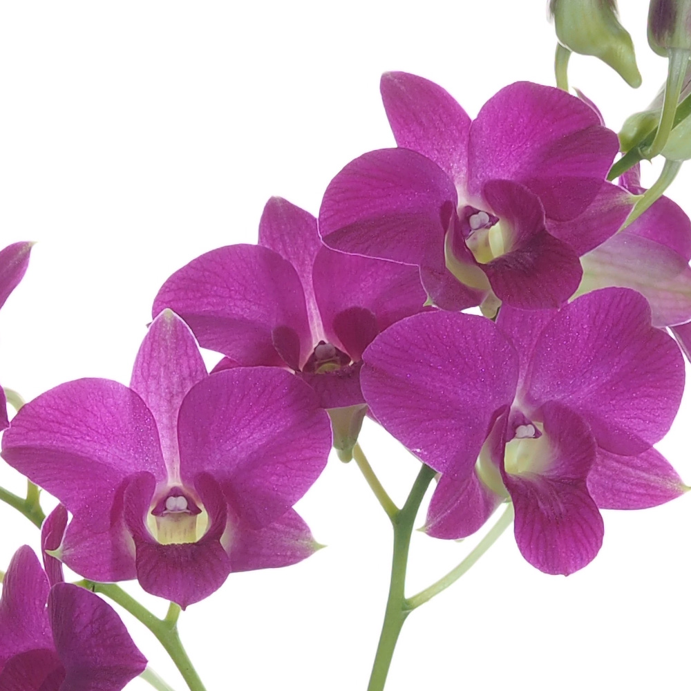 Dendrobium 6" Pot Popeye - Woon Leng Nursery