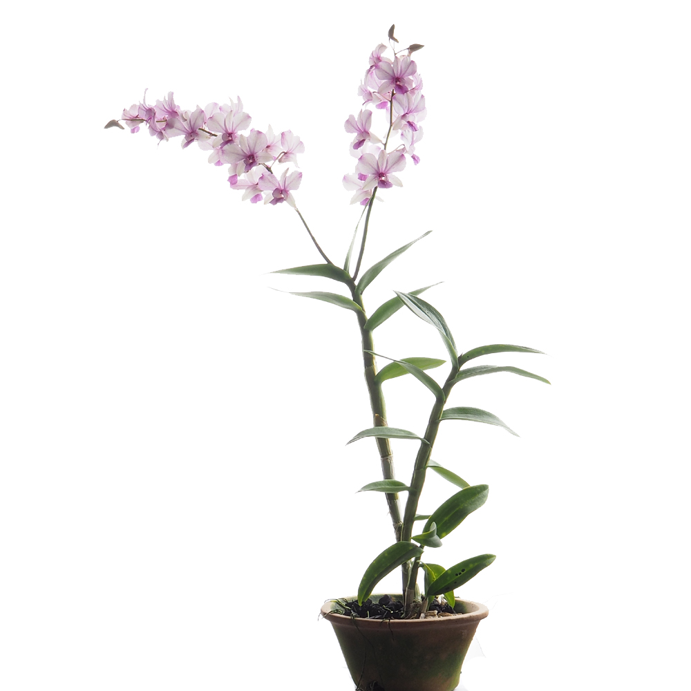 Dendrobium 6" Pot Popeye - Woon Leng Nursery