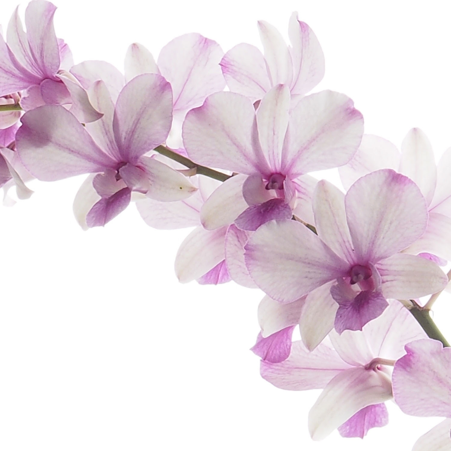 Dendrobium 6" Pot Popeye - Woon Leng Nursery