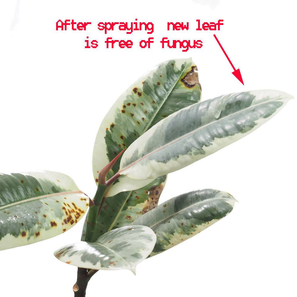 Lime Sulfur, Pesticide & Fungicide Powder (400g) - Woon Leng Nursery