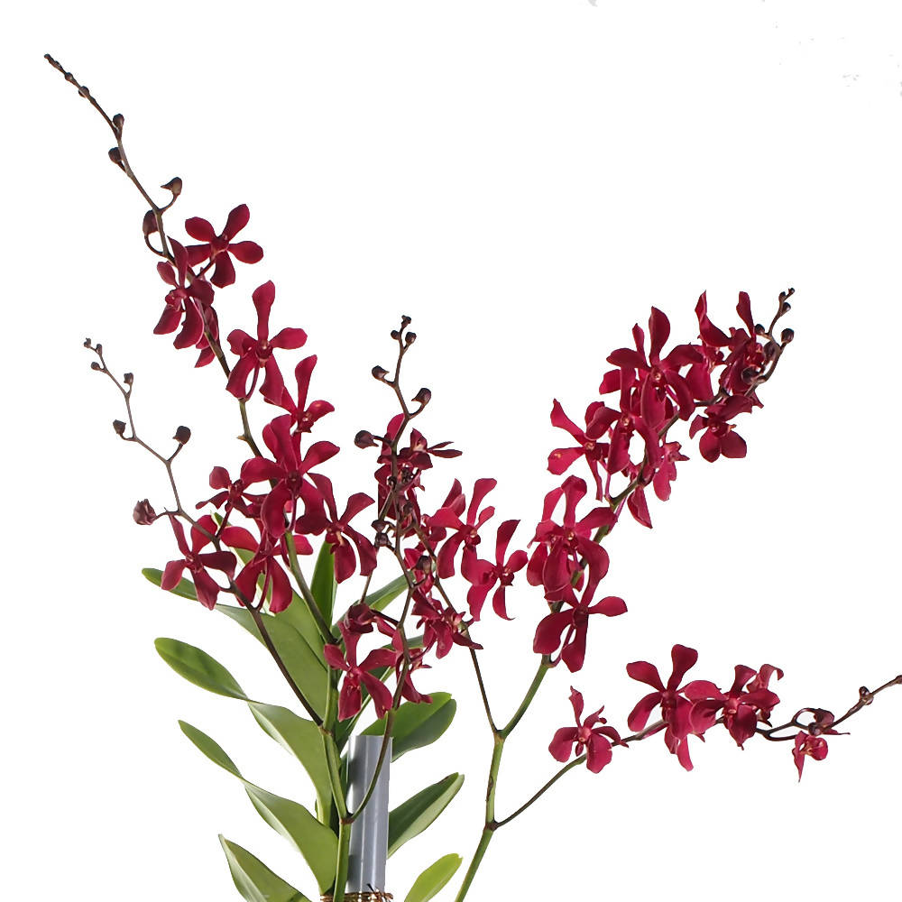 Arrangement 5 in 1-Renanthera Hybrid - Woon Leng Nursery