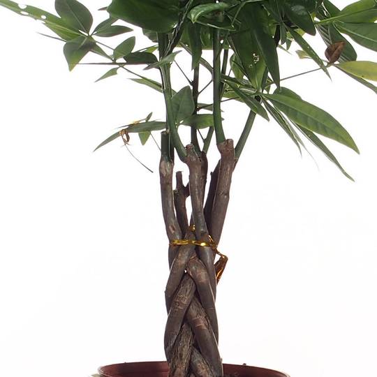 Pachira aquatica miniature, 发财树, in ceramic pot - Woon Leng Nursery