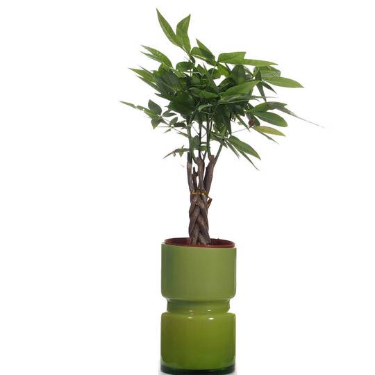 Pachira aquatica miniature, 发财树, in ceramic pot - Woon Leng Nursery