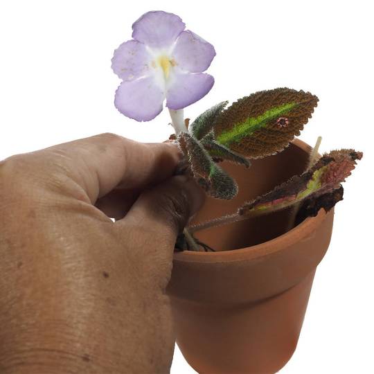 Episcia hybrid Green in Ceramic Pot - Woon Leng Nursery