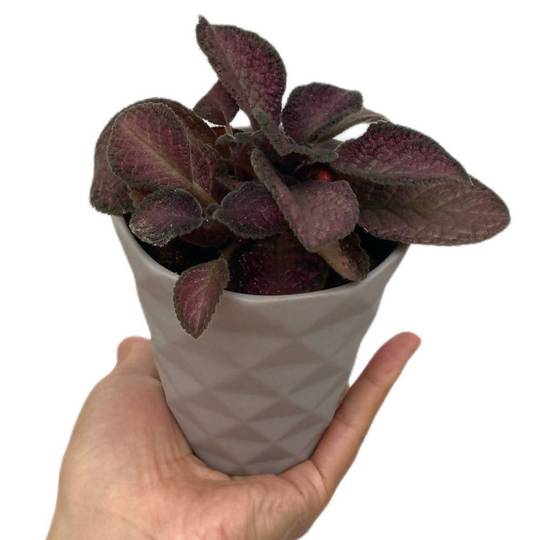 Episcia hybrid Red in Grey Ceramic Pot - Woon Leng Nursery