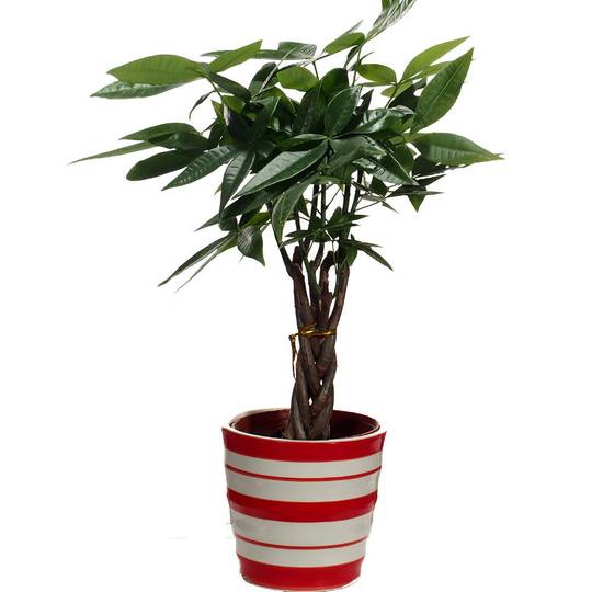 Pachira aquatica miniature, 发财树, in ceramic pot - Woon Leng Nursery