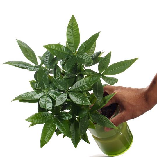 Pachira aquatica miniature, 发财树, in ceramic pot - Woon Leng Nursery