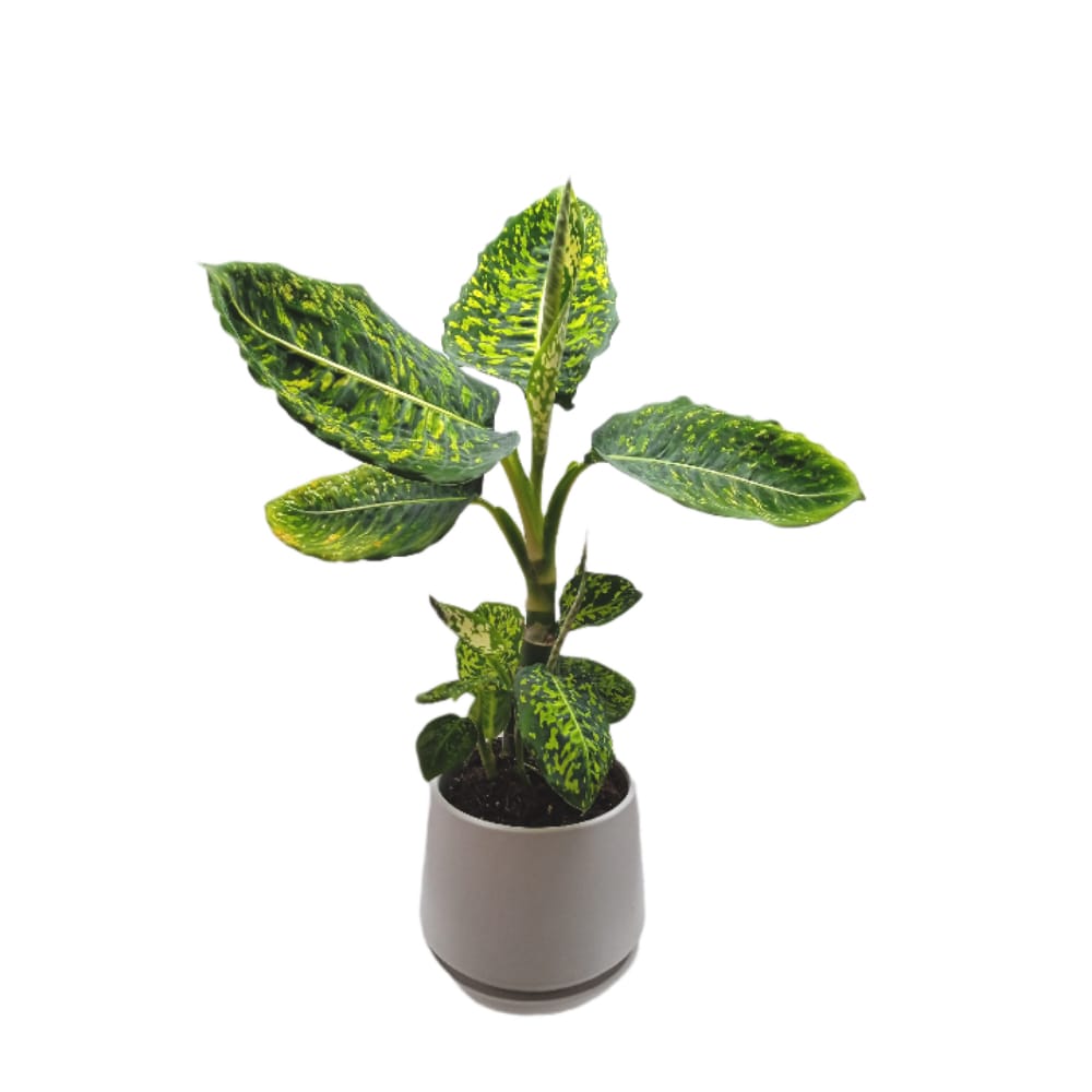 Dieffenbachia 'Reflector' (0.70m) - Woon Leng Nursery