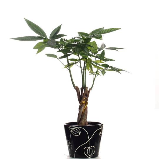 Pachira aquatica miniature, 发财树, in ceramic pot - Woon Leng Nursery