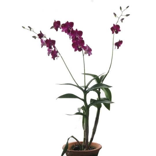 Dendrobium 6" Pot Red Bull 80cm Ht - Woon Leng Nursery