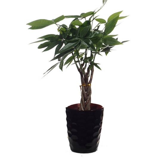 Pachira aquatica miniature, 发财树, in ceramic pot - Woon Leng Nursery