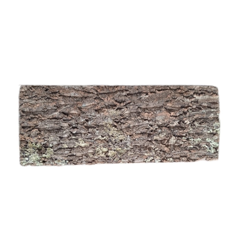 Cork Bark - Woon Leng Nursery