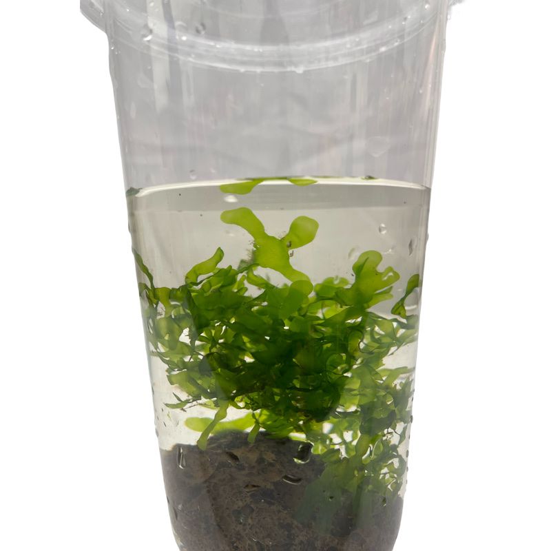 Lomariopsis Lineata, Floating Fern - Woon Leng Nursery