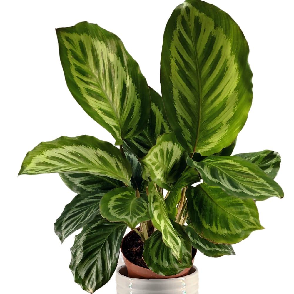 Calathea Medallion - Woon Leng Nursery