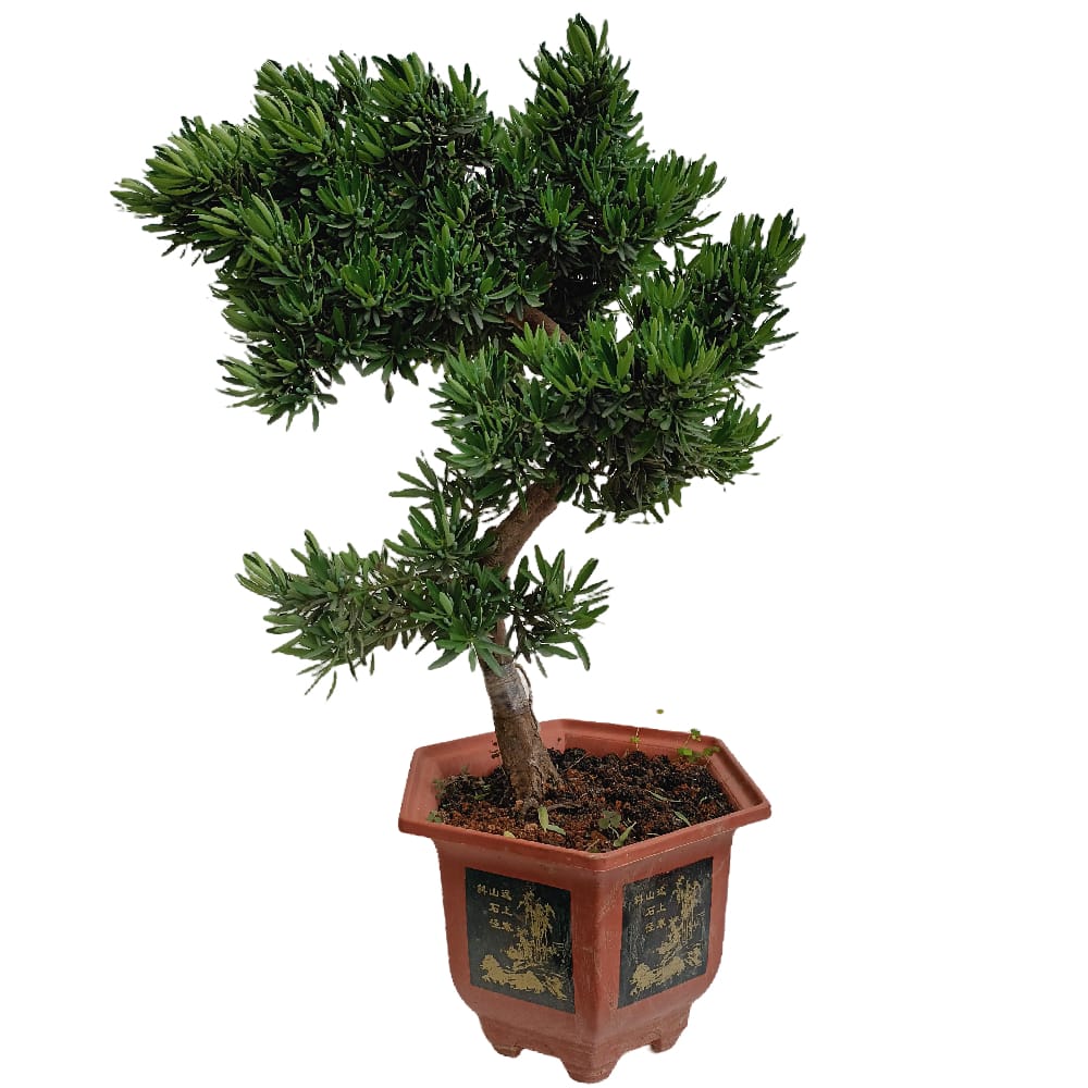 Bonsai Podocarpus in Plastic Pot (0.75m) - Woon Leng Nursery