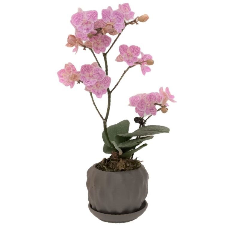 Mini Phalaenopsis, Mini Butterfly Orchid Archives - Woon Leng Nursery