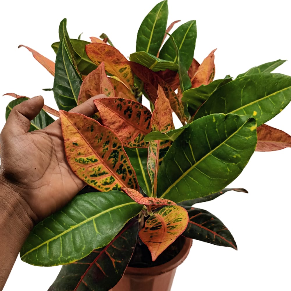 Codiaeum Orange, Croton 变色木 (0.5m) - Woon Leng Nursery