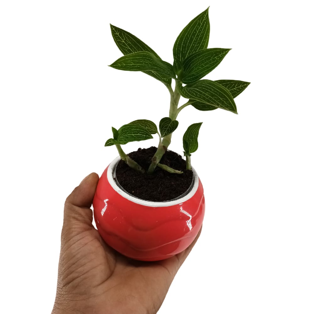 Jewel Orchid Ludisia discolor 'Alba' (0.15m) - Woon Leng Nursery