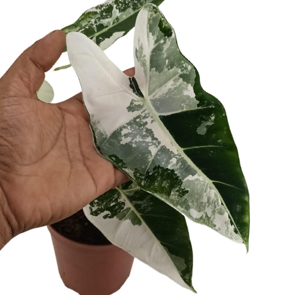 Variegated Alocasia Frydek (0.45m) - Woon Leng Nursery