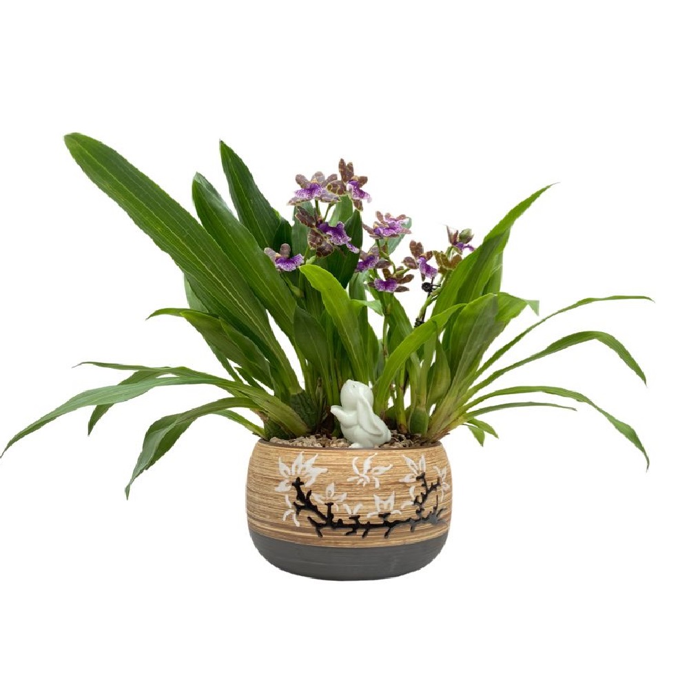 3in1 Zygopetalum Blue Bank Arrangement in Ceramic Pot - Woon Leng Nursery