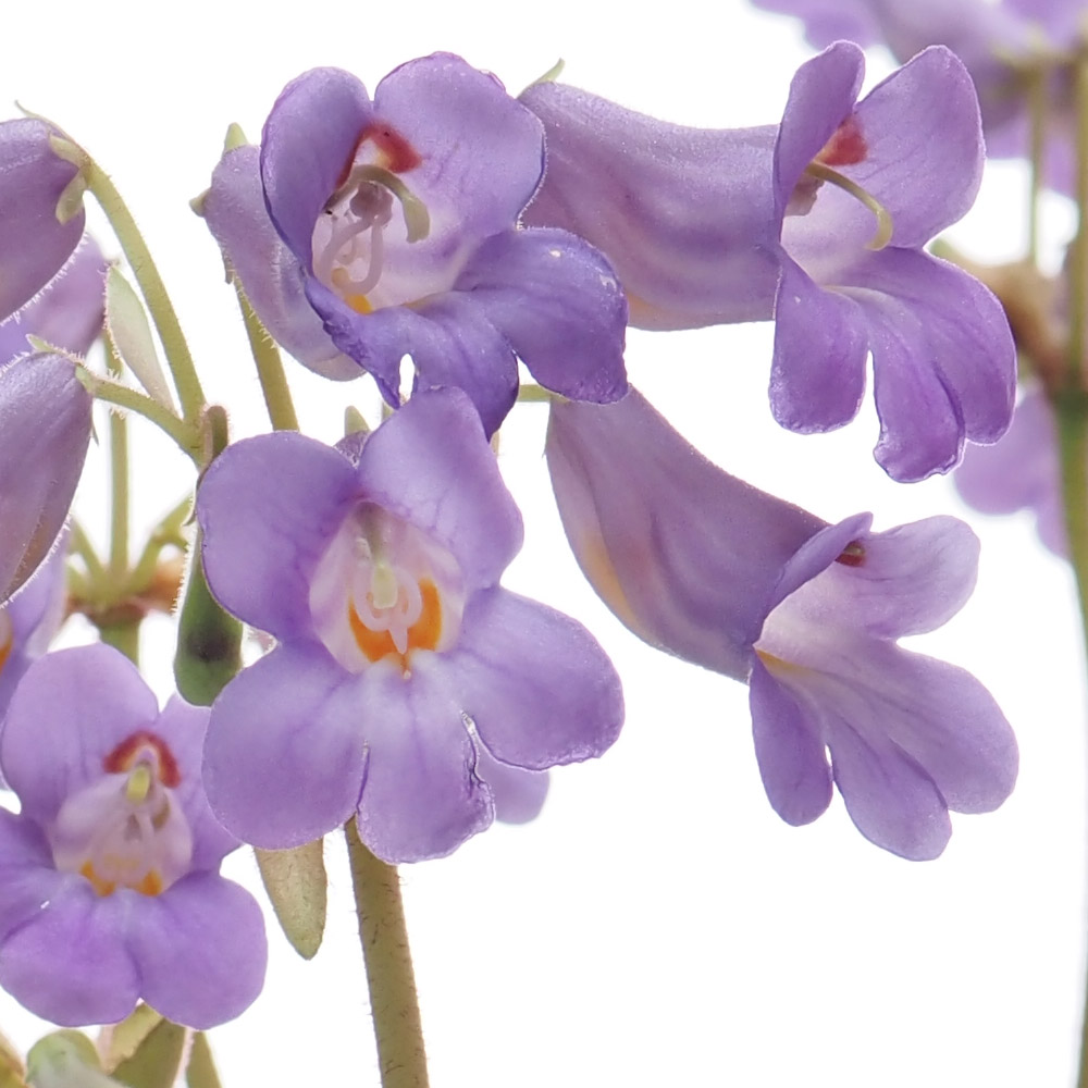 Streptocarpus Pretty Turtle (0.25m) - Woon Leng Nursery