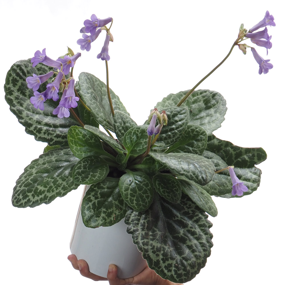 Streptocarpus Pretty Turtle (0.25m) - Woon Leng Nursery