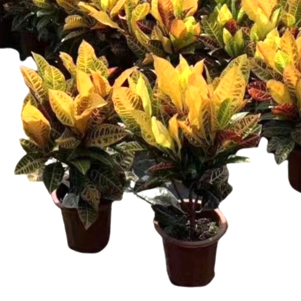 Codiaeum Yellow, Croton 变色木 (0.5m) - Woon Leng Nursery